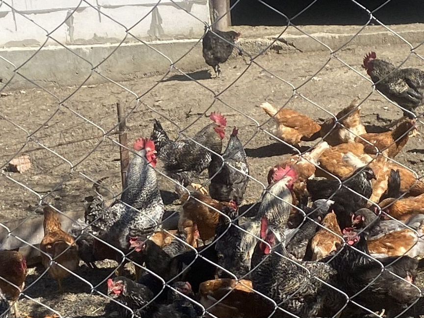 Молодые петухи