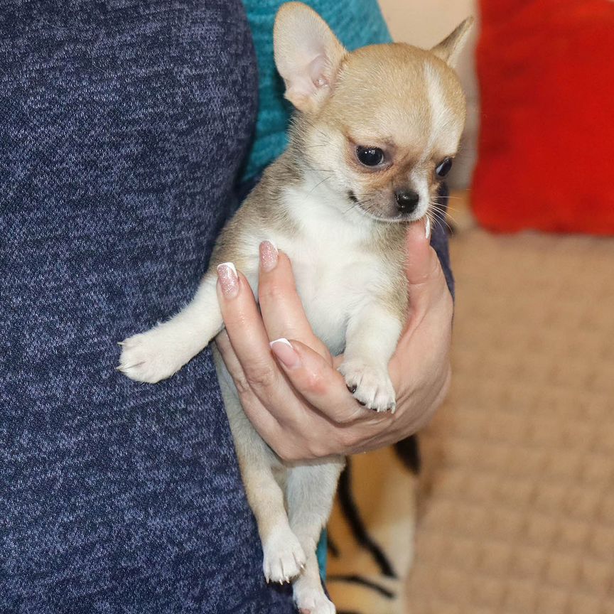 Чихуахуа, щенок