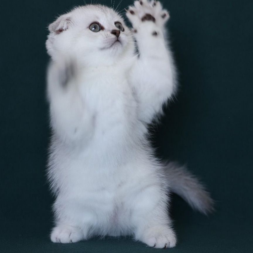 Шотландский вислоухий котенок