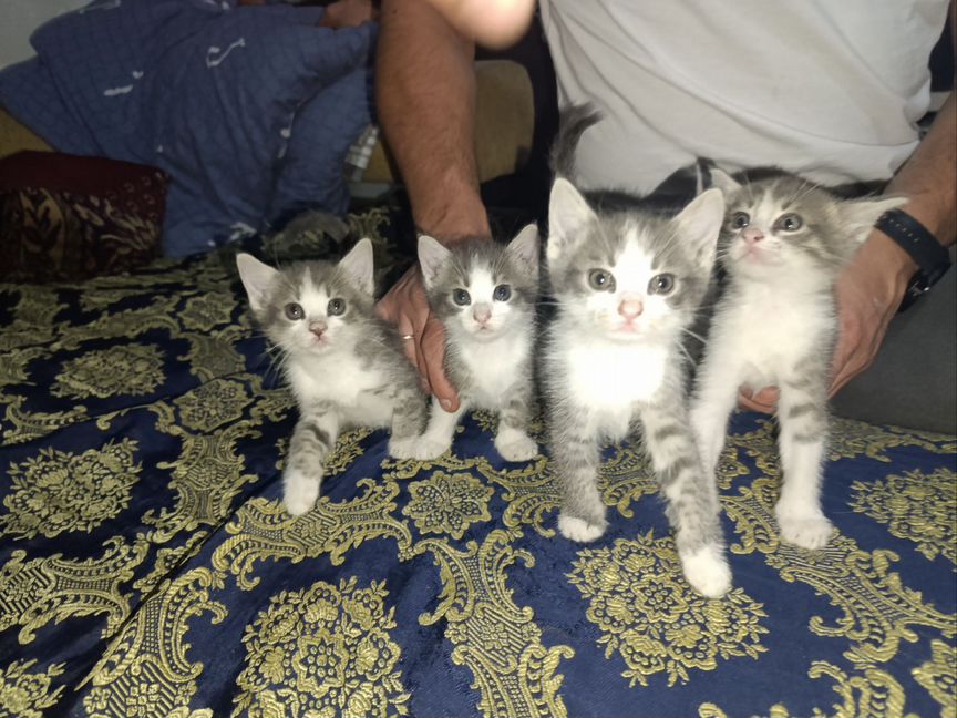 Бенгальские котята