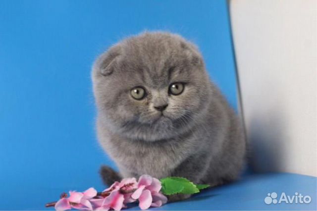 Классный котик голубого окраса