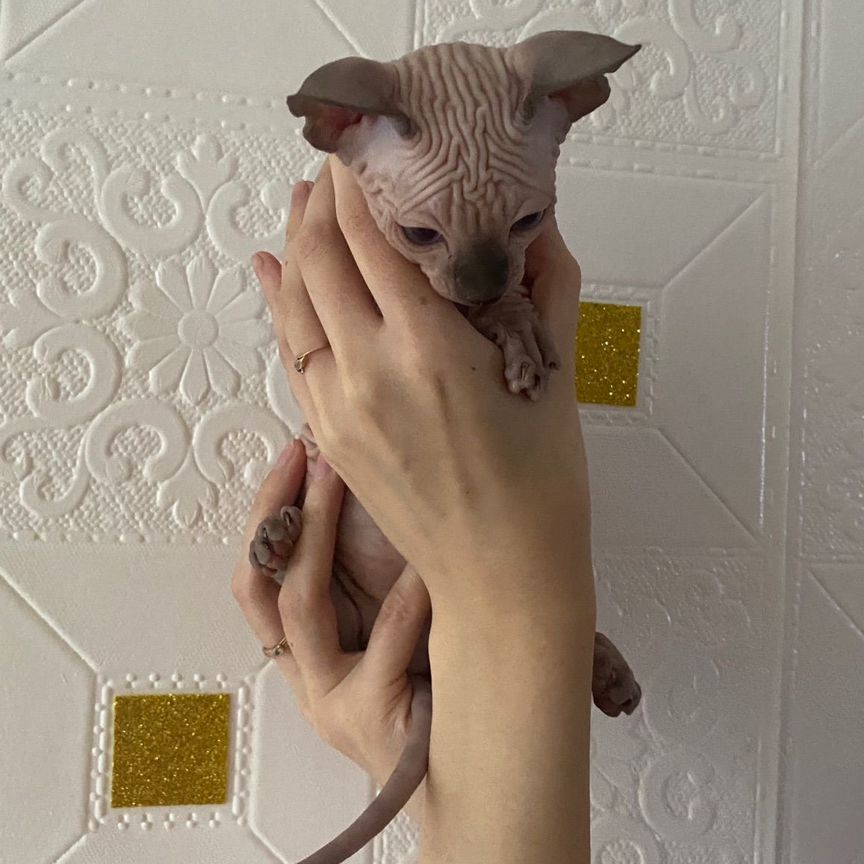 Канадский сфинкс котёнок