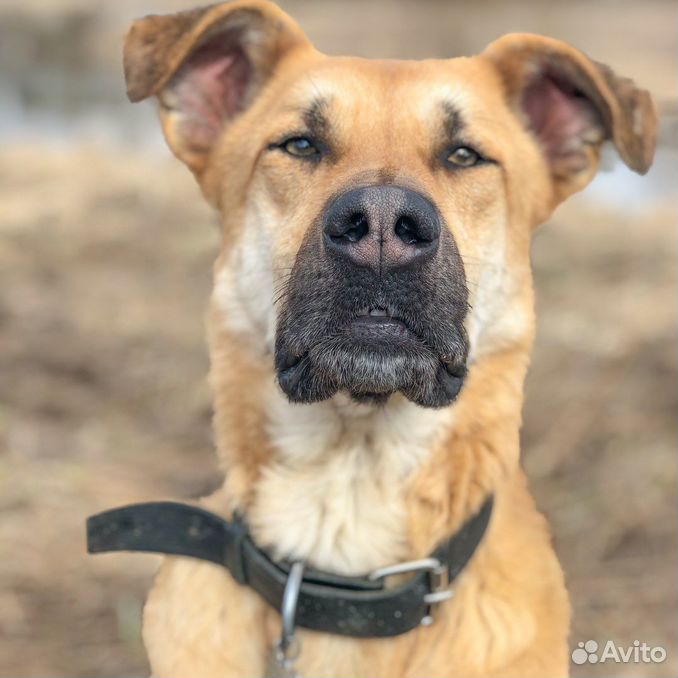 Симпотяга Ричард пропадает в приюте