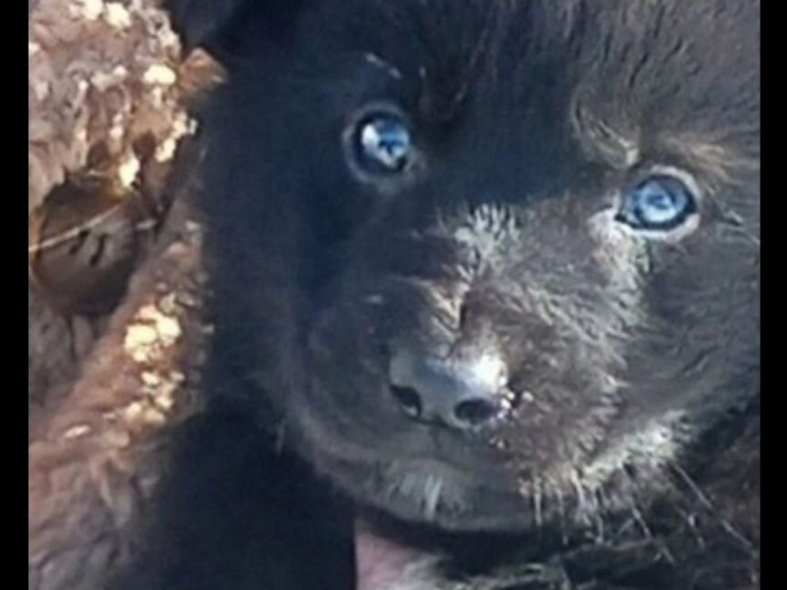 Маленькая Бэлль