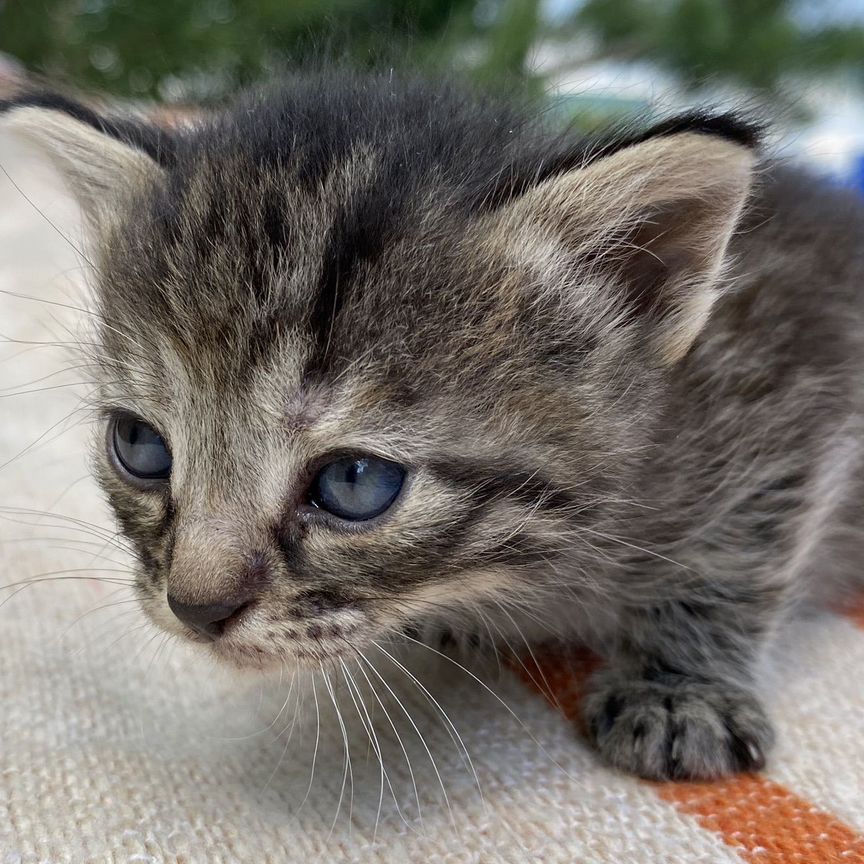 Котёнок в добрые руки