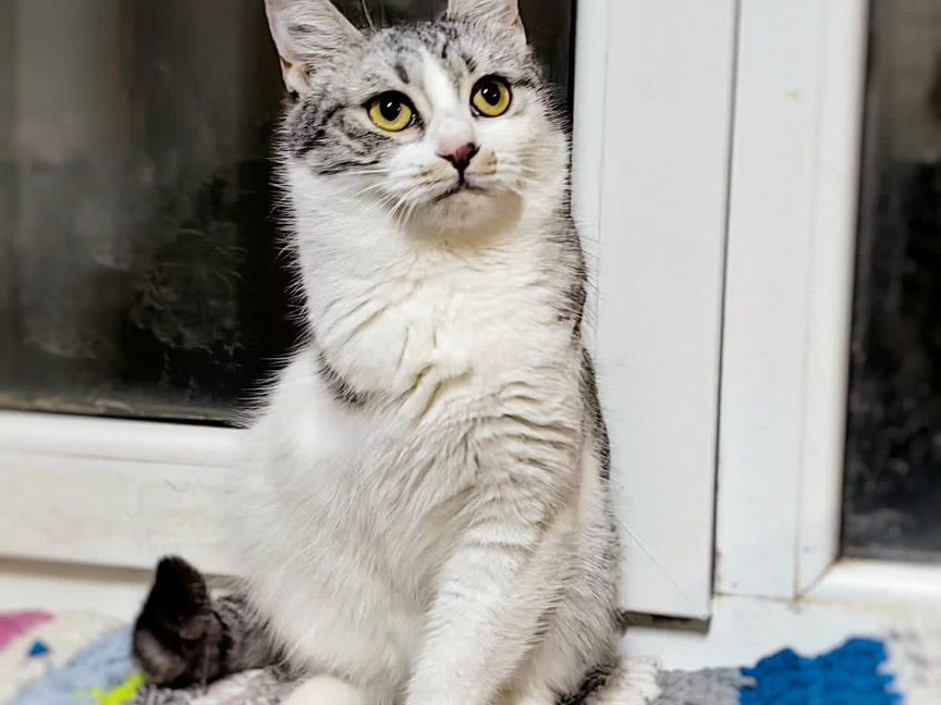 Кошка в дар