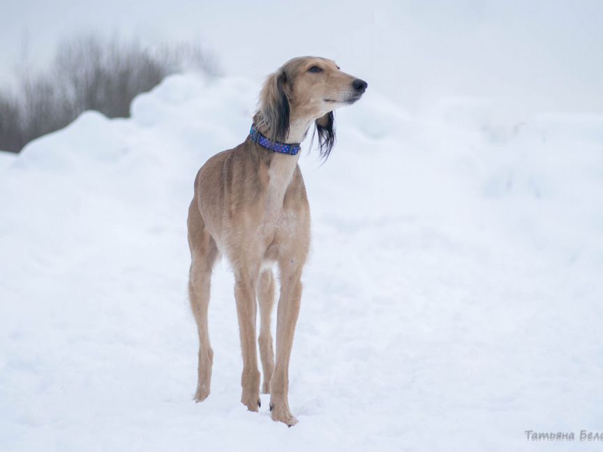 Борзая (тазы) в добрые руки
