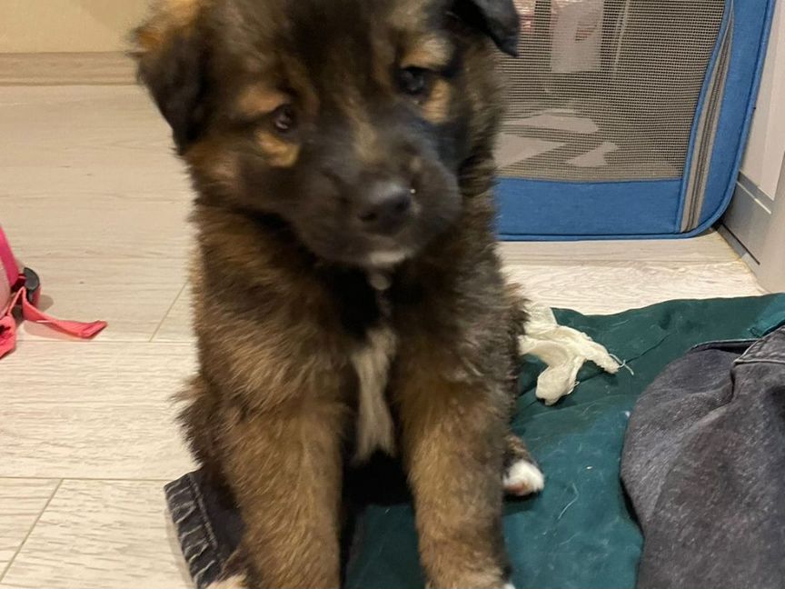 Собака в добрые руки щенок