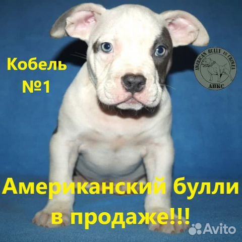 Мальчик Американского булли