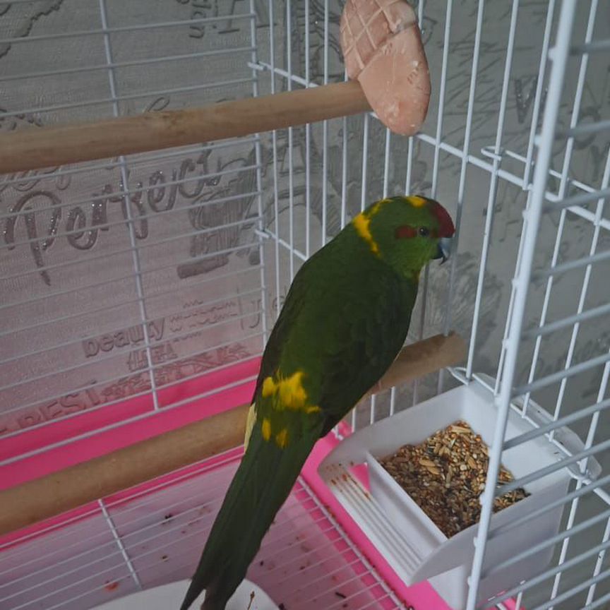 Попугай Какарик