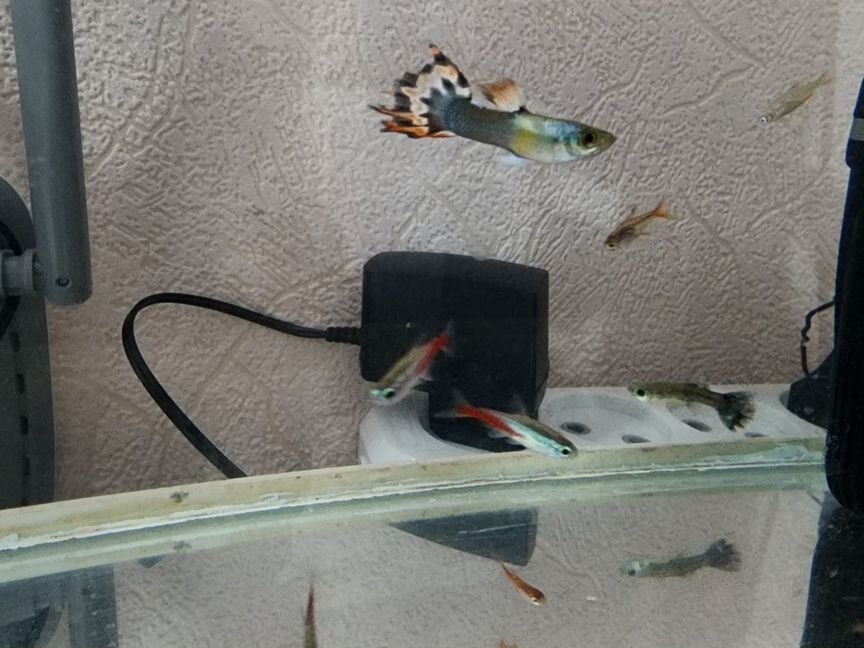 Рыбки бесплатно