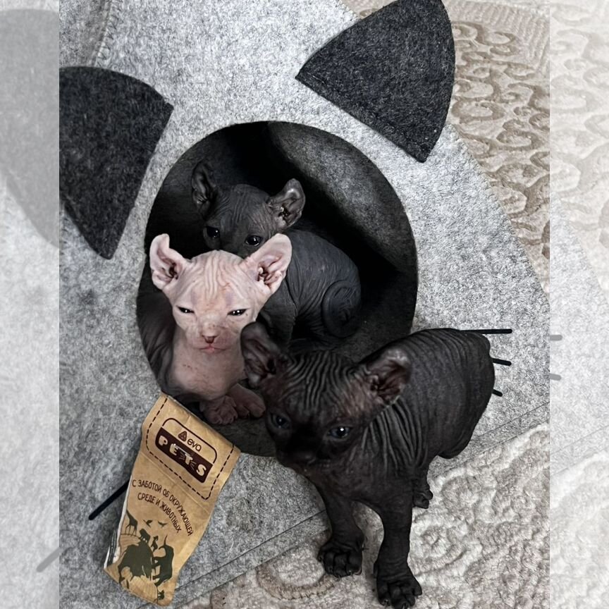 Котята сфинкс