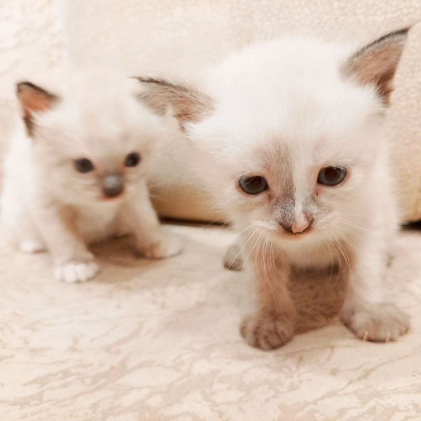 Котята в добрые руки бесплатно