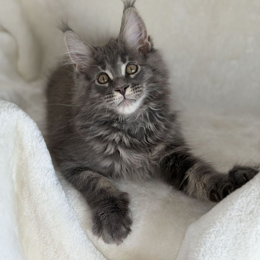 Мейн-кун котёнок