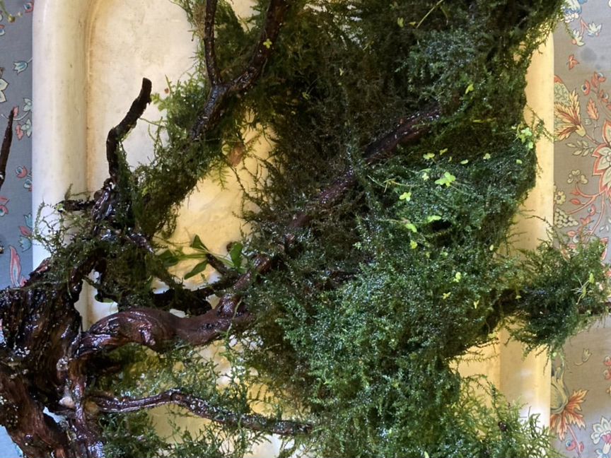 Коряга заросшая мхом