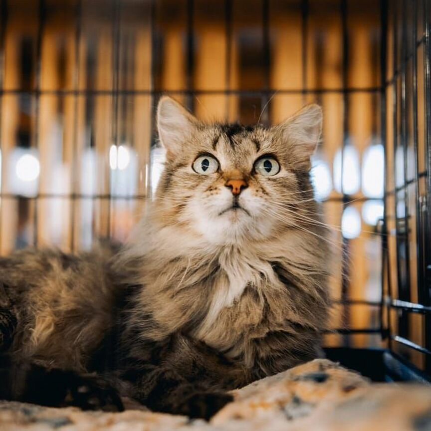 Кошка в добрые руки
