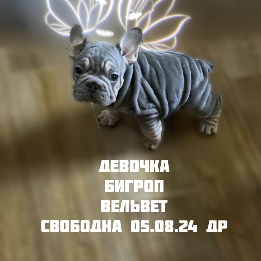 Бигроп вельвет девочка
