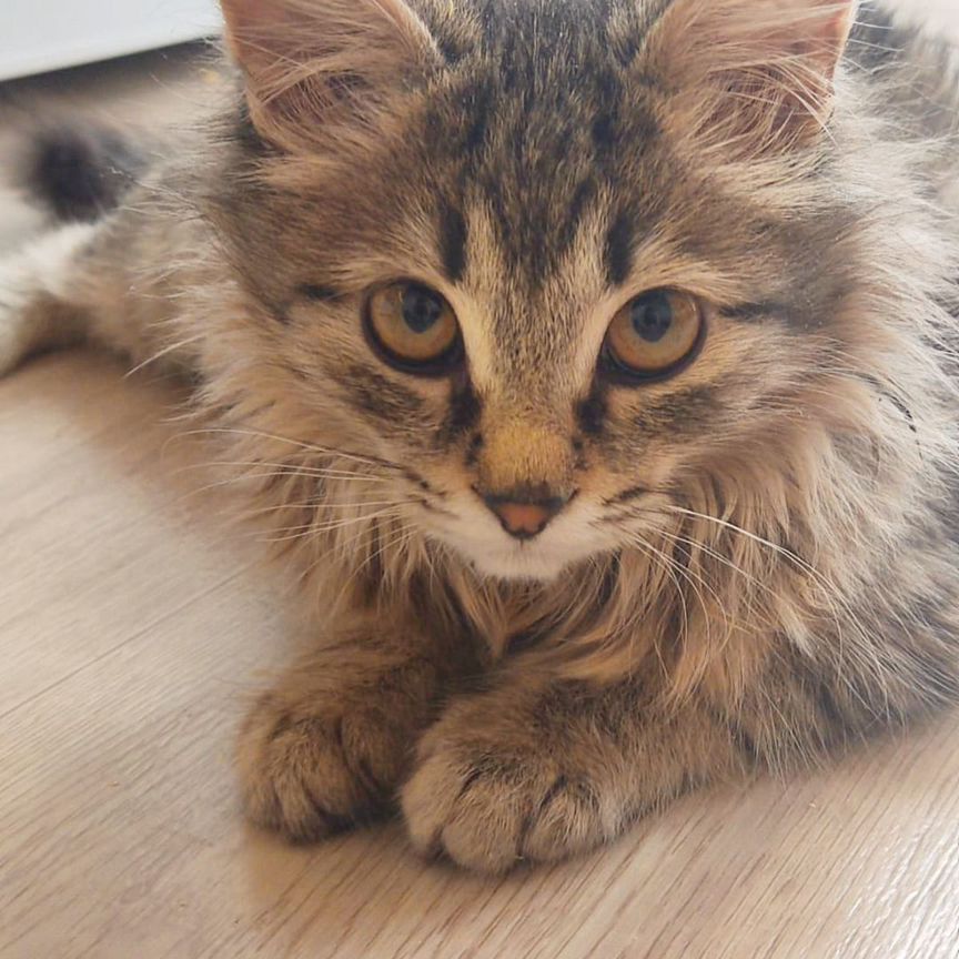Котёнок ответственным людям