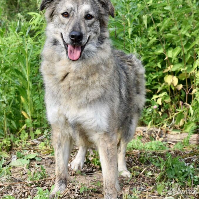 Собака девочка Айка 1,5 года