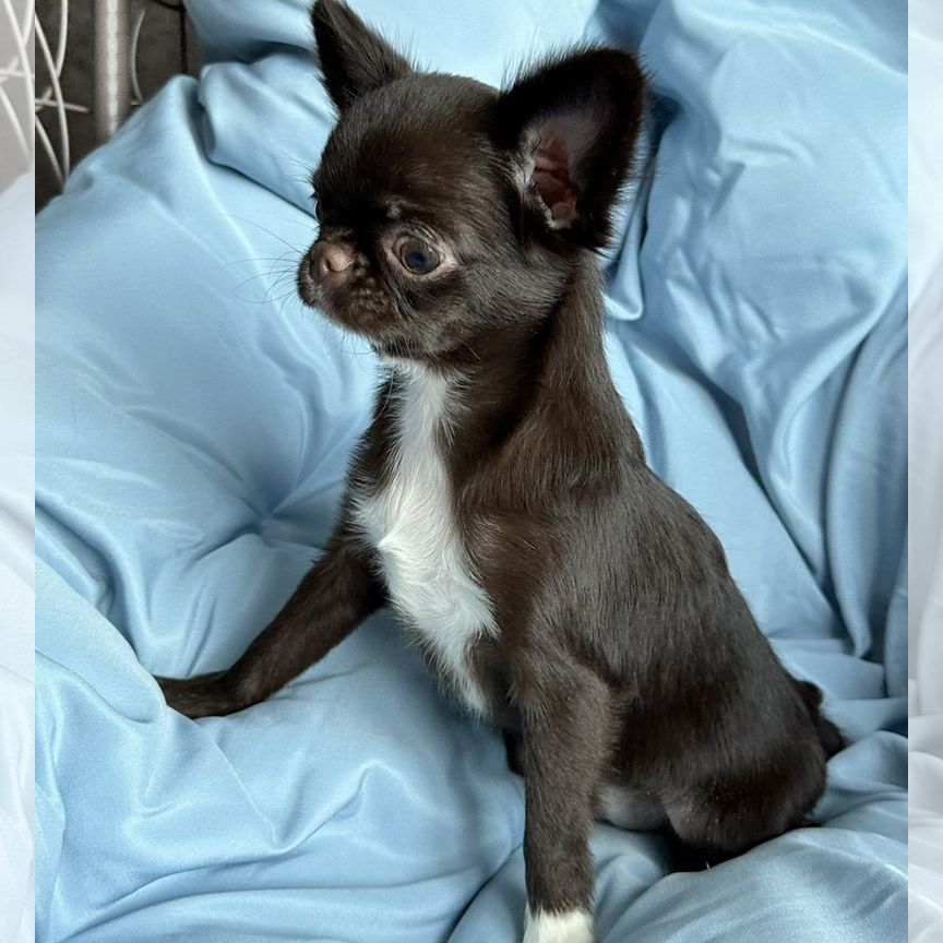 Шоколадная красотка