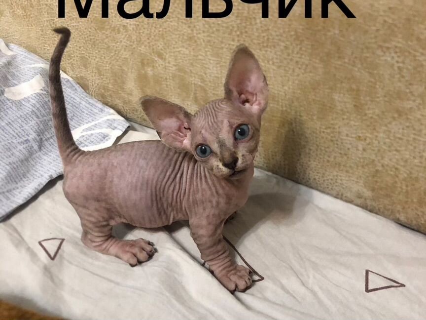 Котята сфинкс