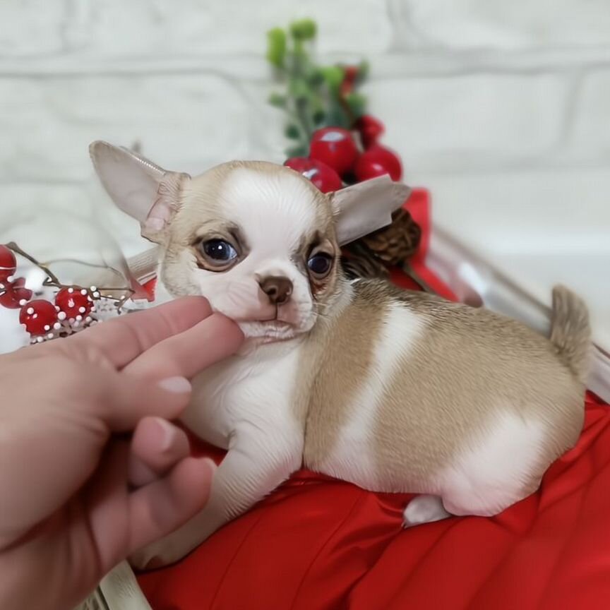 Чихуахуа, щенок