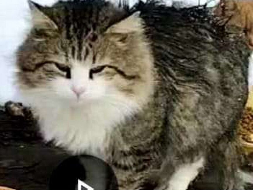 Котик живёт на теплотрассе-ищем дом