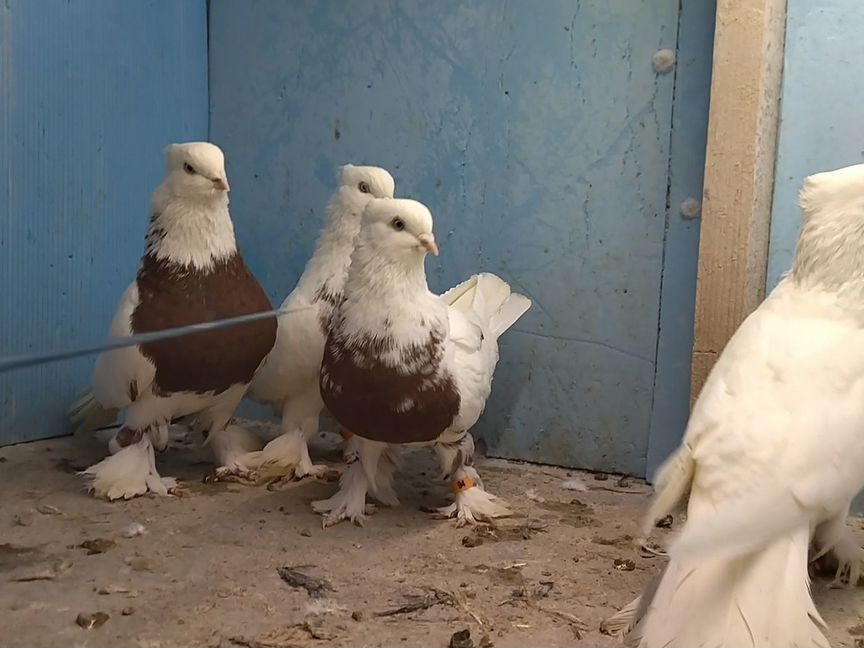 Андижанские голуби