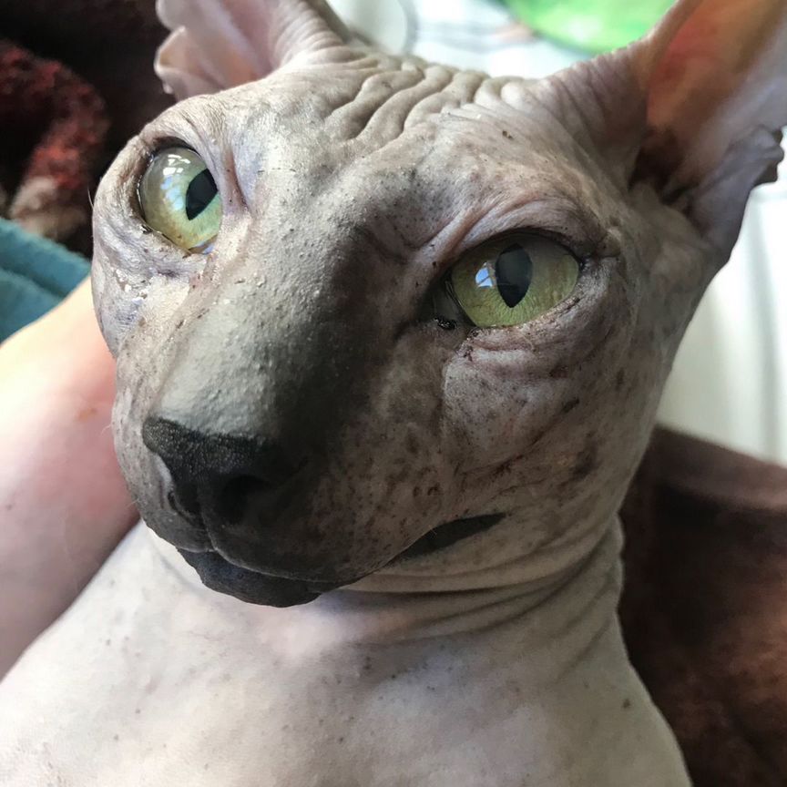 Кот свинкс бесплатно