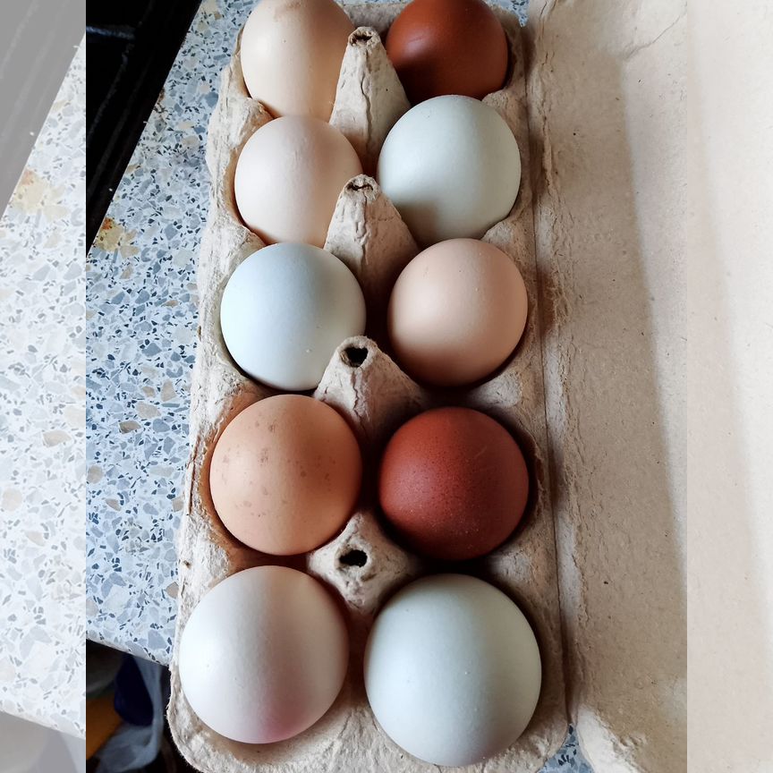 Яйцо на инкубацию