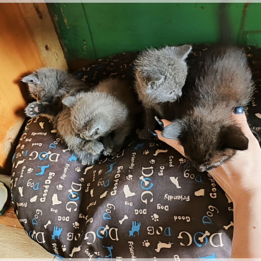 Котёнок в добрые руки