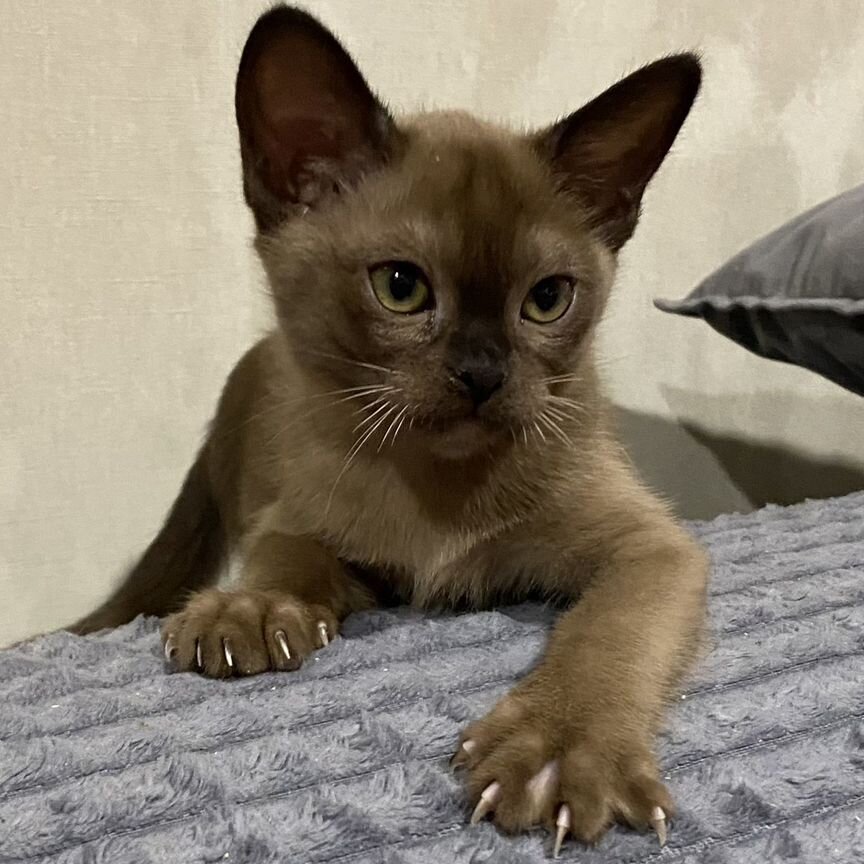 Европейский бурманский котёнок