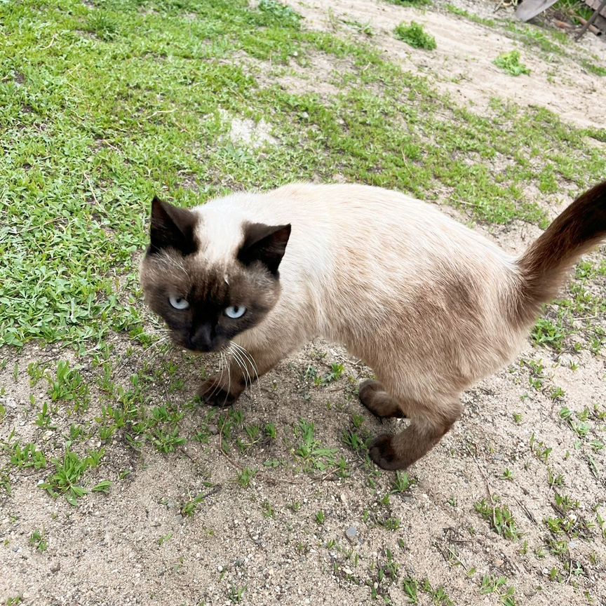 Сиамский кот