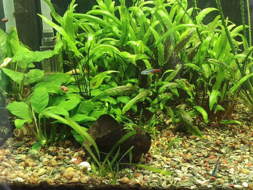 Растения для аквариума