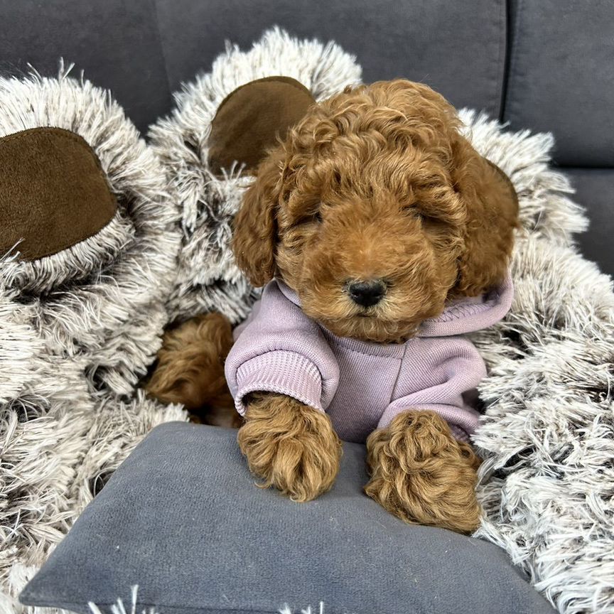 Девочка той пудель РКФ