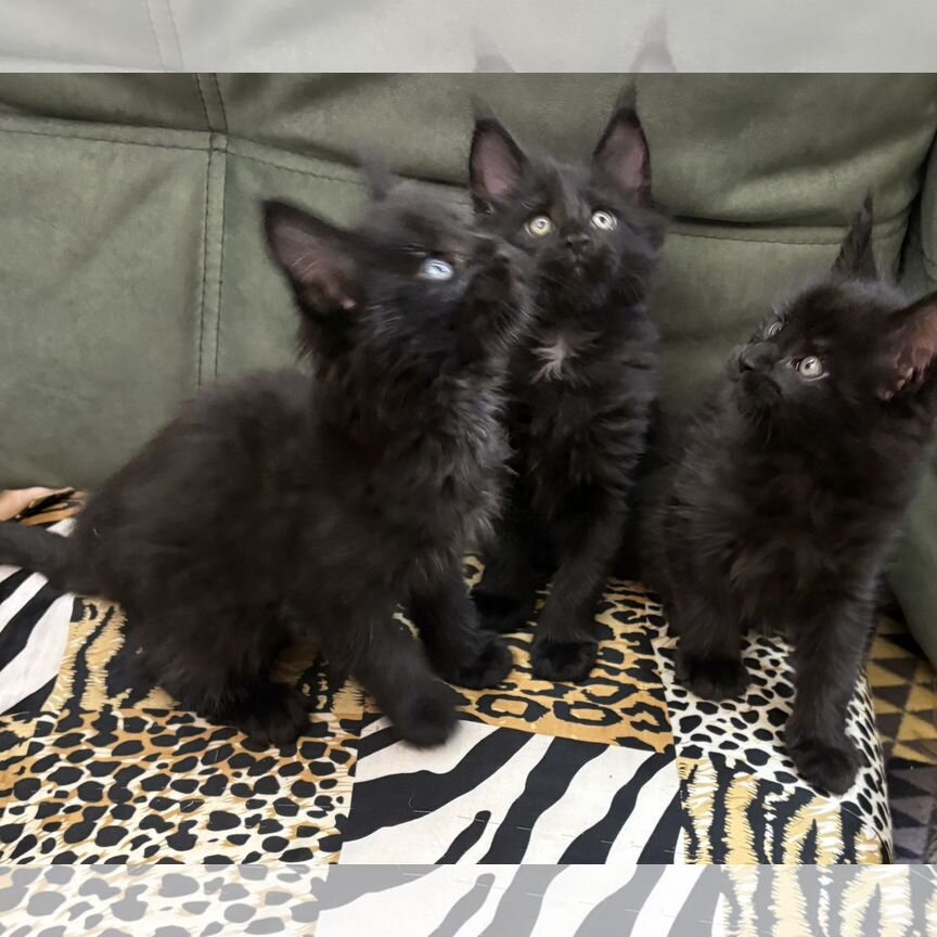 Мейн-кун котёнок