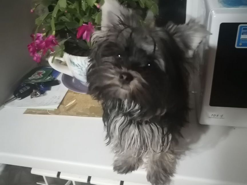 Собака