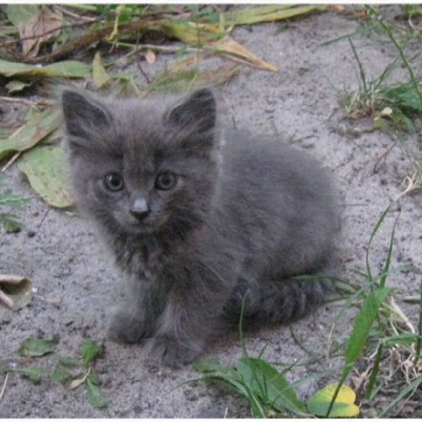 Котята в добрые руки