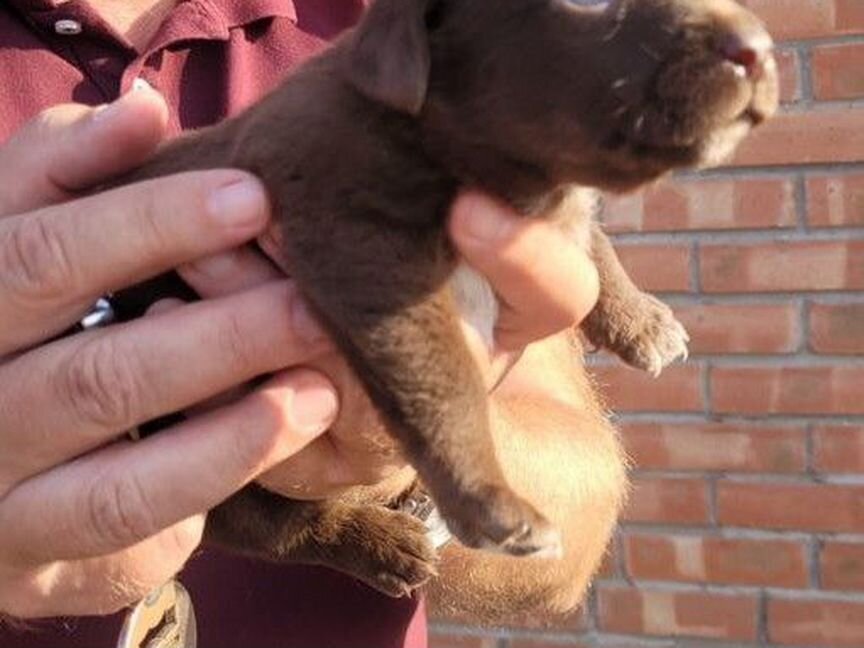 Щенок мальчик, 1месяц