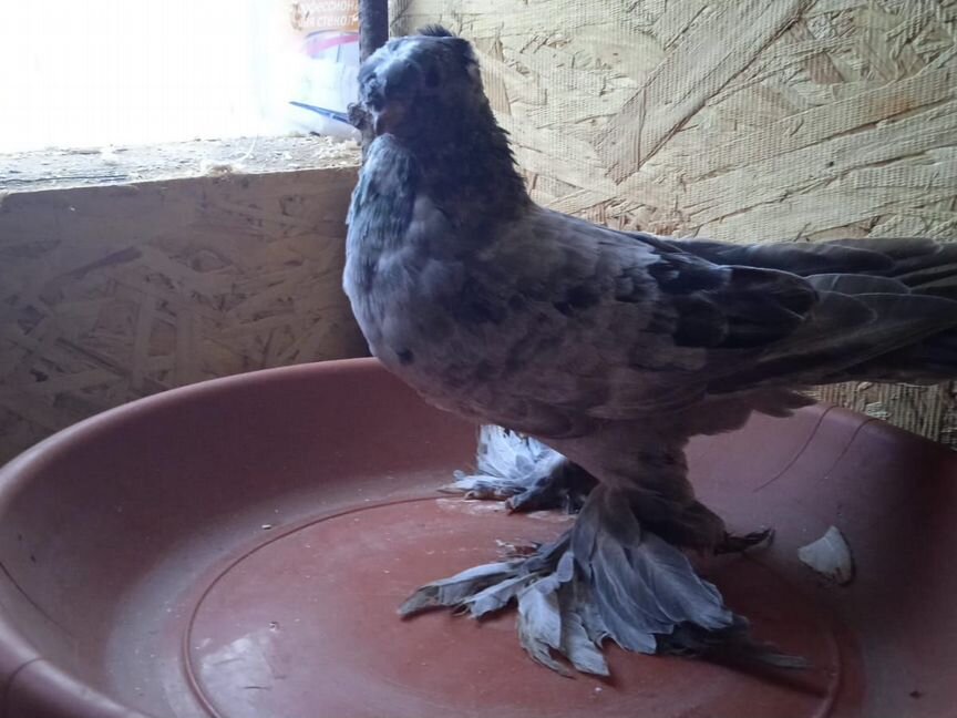 Голуби узбекские