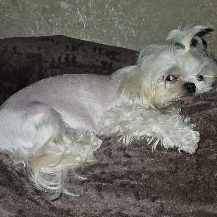 Мальтийская болонка, взрослая собака