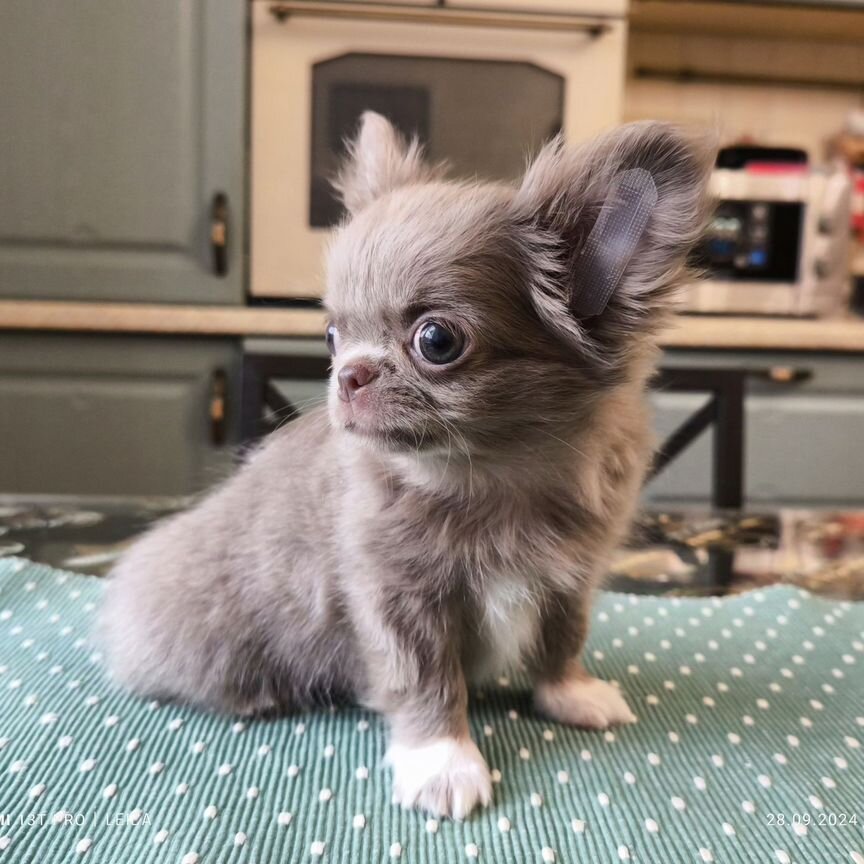 Лиловый мини мальчик, эксклюзив