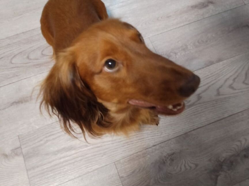 Такса, невесту в гости Вязка