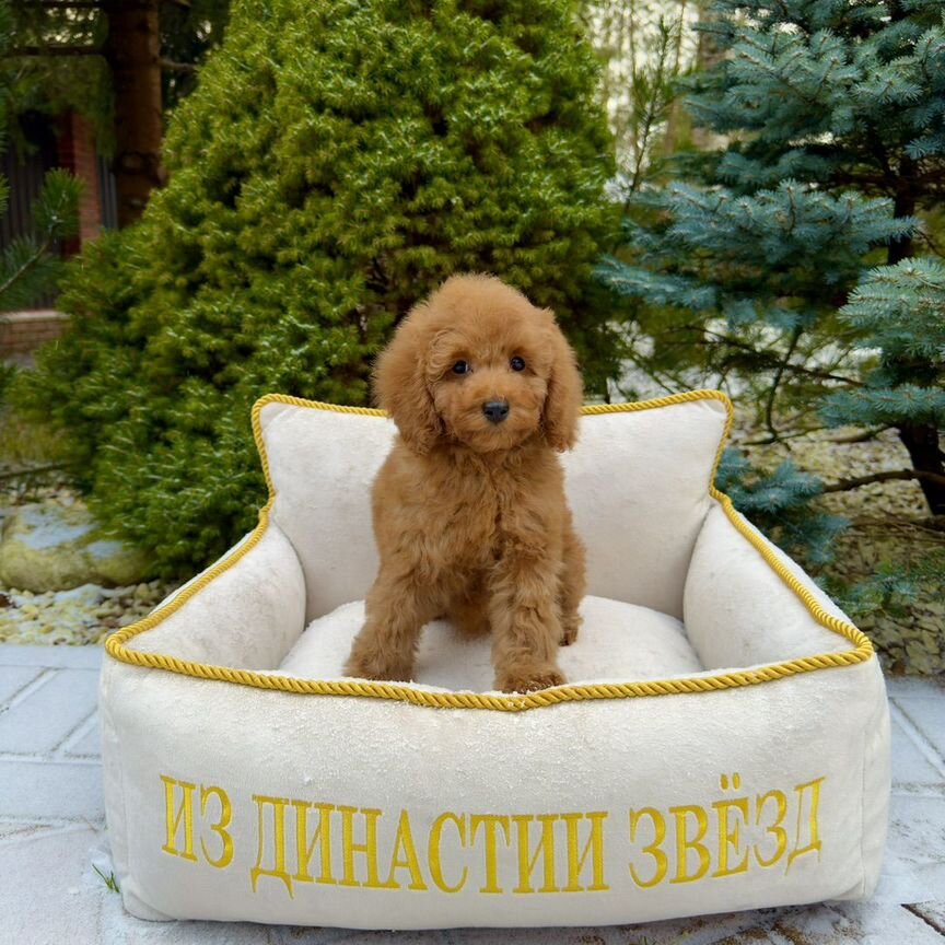 Той-пудель, щенок