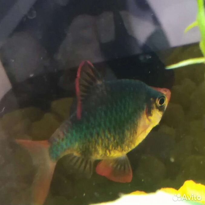 Барбус суматранский 2 см