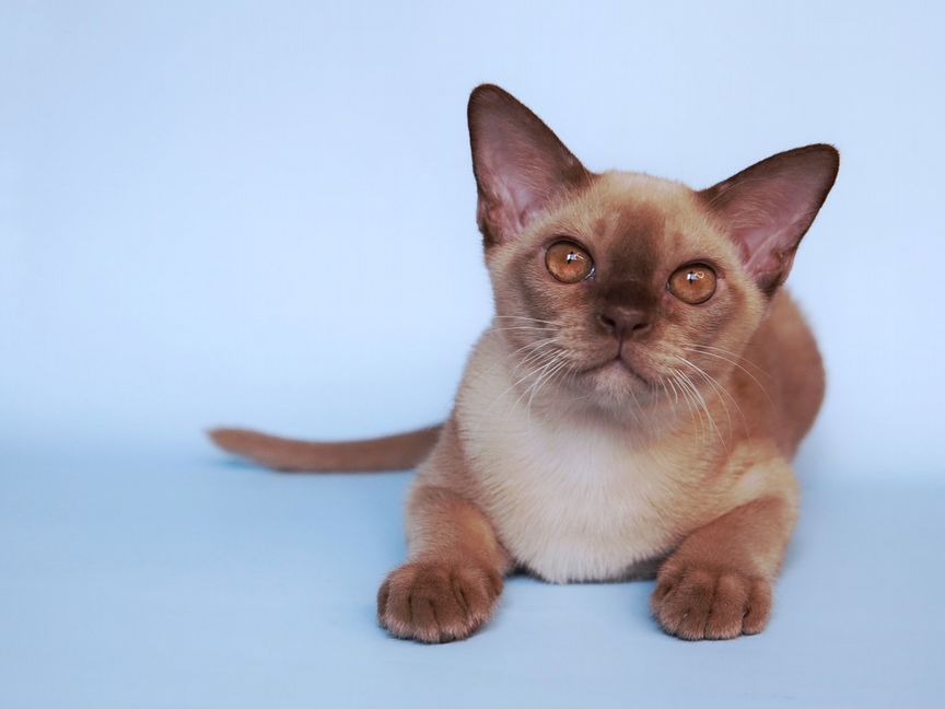 Бурманский котенок. Шоколадный