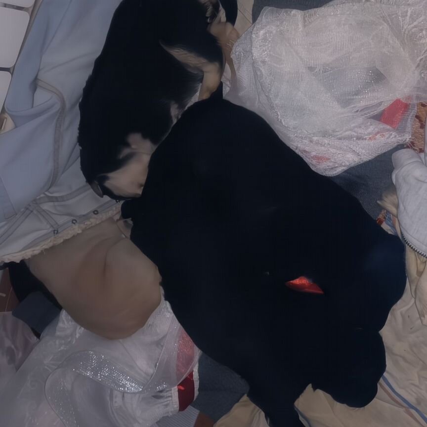 Русско-европейская лайка, щенок