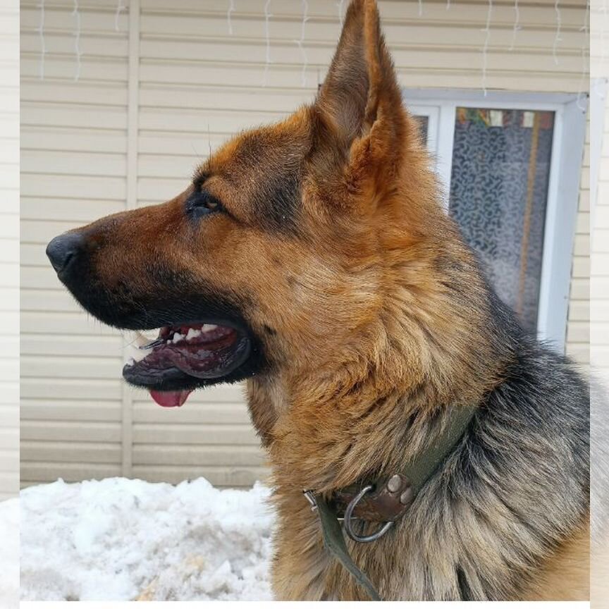 Немецкая овчарка, взрослая собака