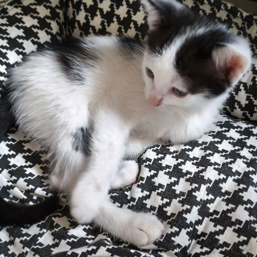 Котёнок в добрые руки