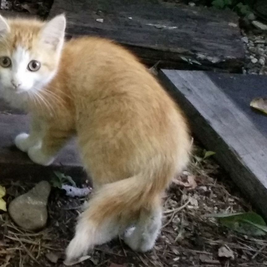 Кот в добрые руки